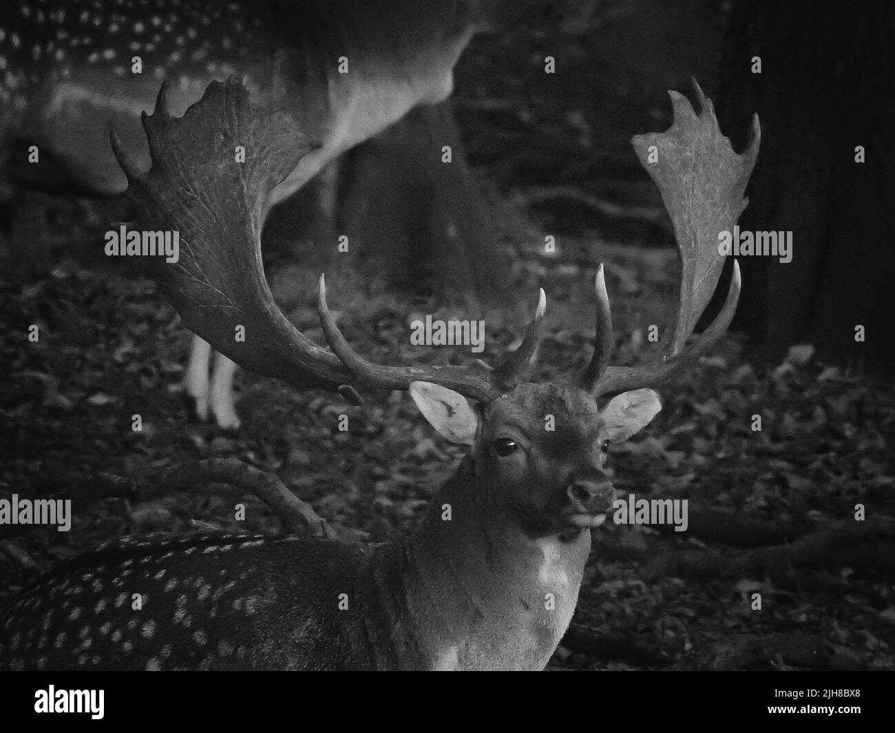 A grayscale shot of a free range deer with beautiful antlers at ...
