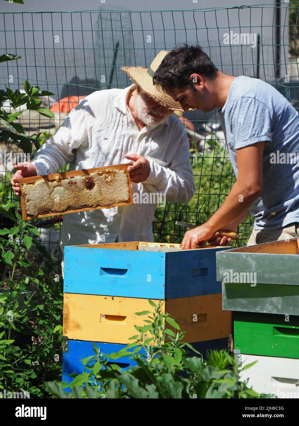 Master bee keeper pulls out a frame with honey from the beehive in the colony Stock Photo - Alamy