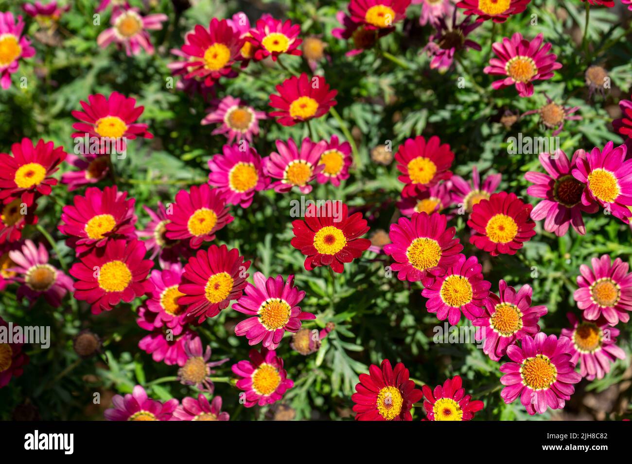 Argyranthemum grandaisy hi-res stock photography and images - Alamy