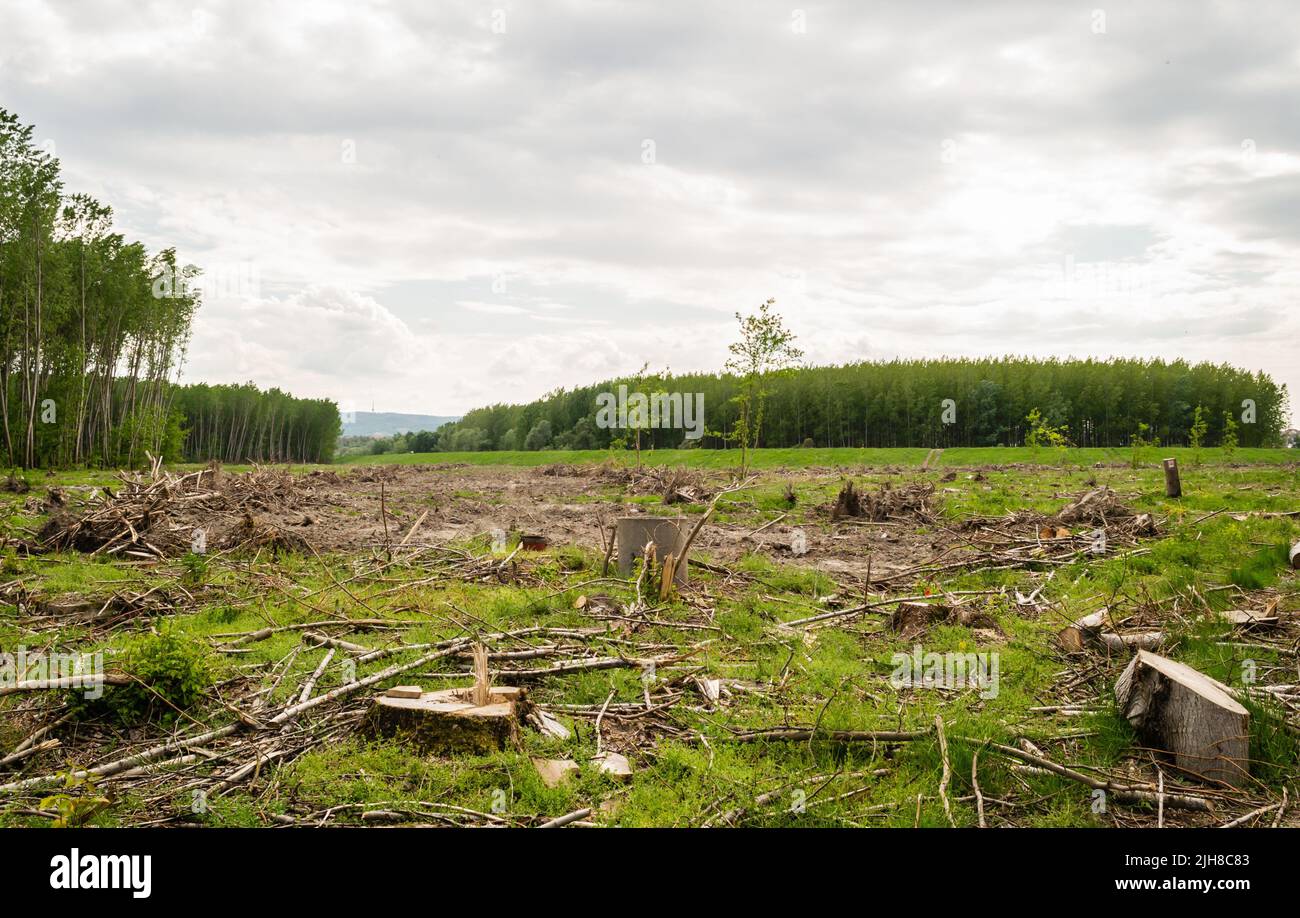 A view of a green land with cut down trees Stock Photo - Alamy