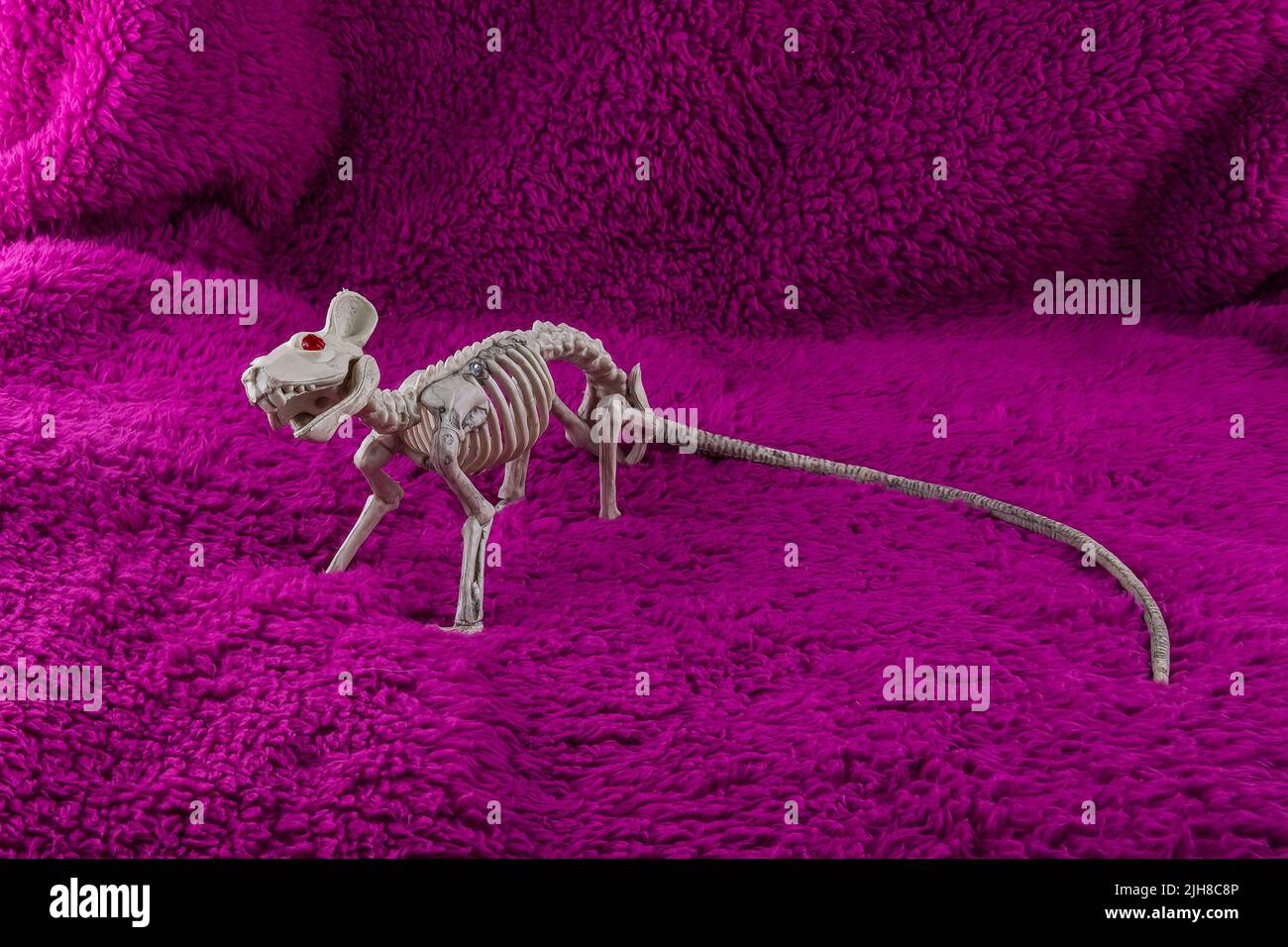 A closeup of Scary Rat Skeleton with red eyes and long tail on fluffy ...