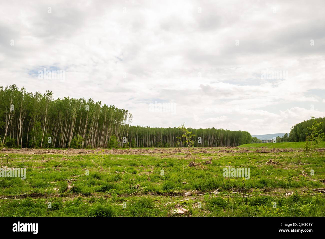 A view of a green land with cut down trees Stock Photo - Alamy