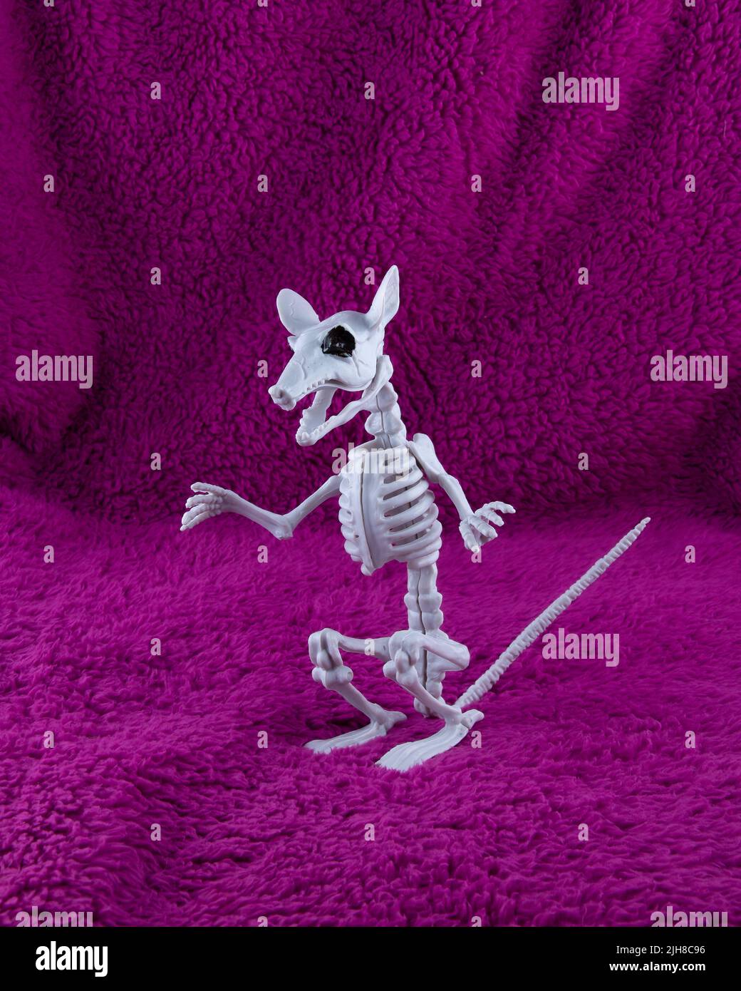 A vertical shot of Scary Rat Skeleton standing with black eyes on ...