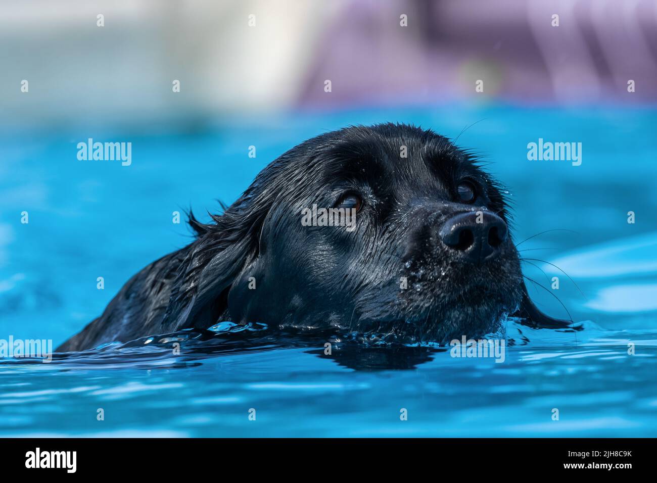 An Adorable black Spaniel dog headshot swimming across the pool Stock ...