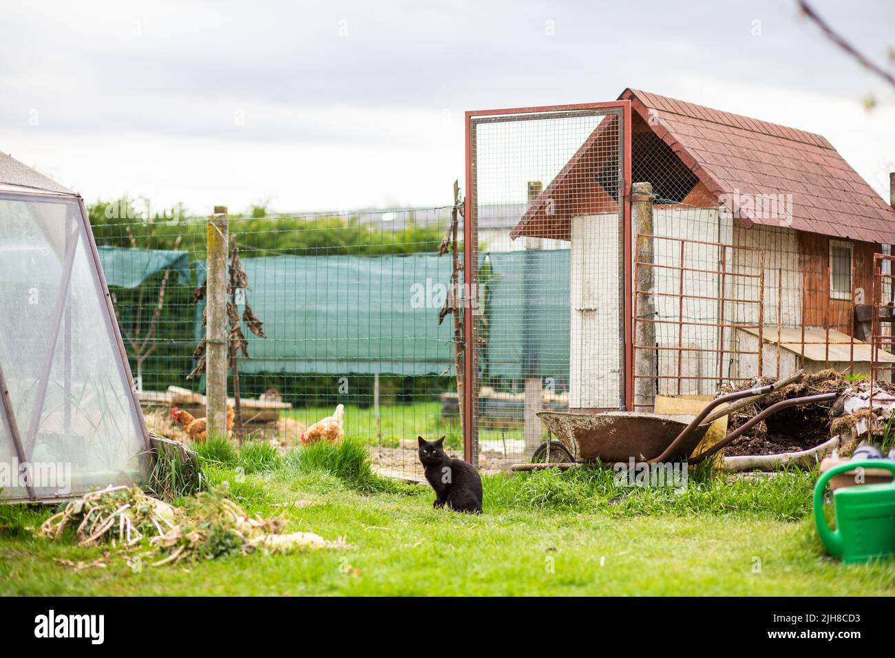 A black cat in a yard of a farm Stock Photo - Alamy