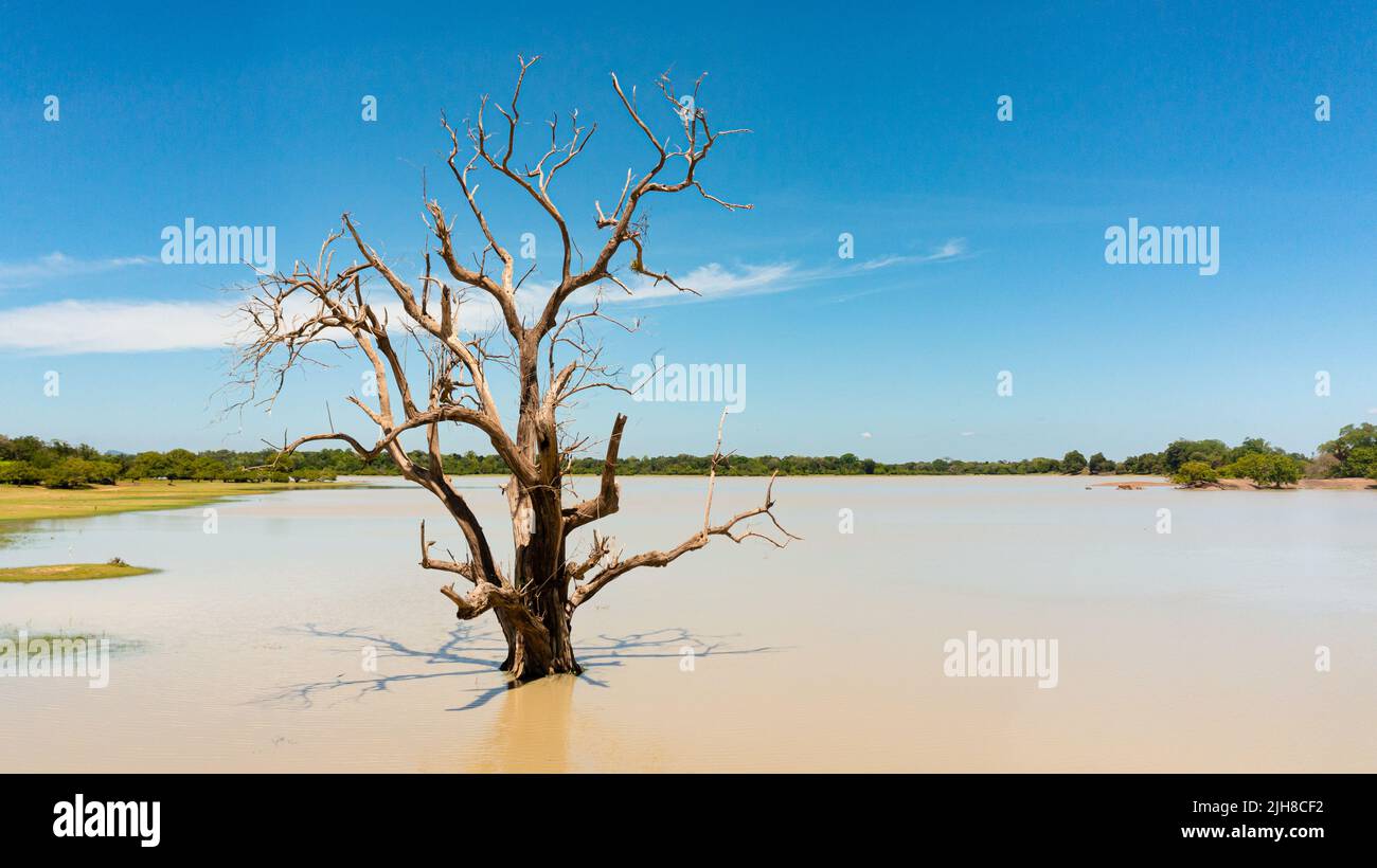 An old dead tree in a lake among tropical vegetation. National Park of ...