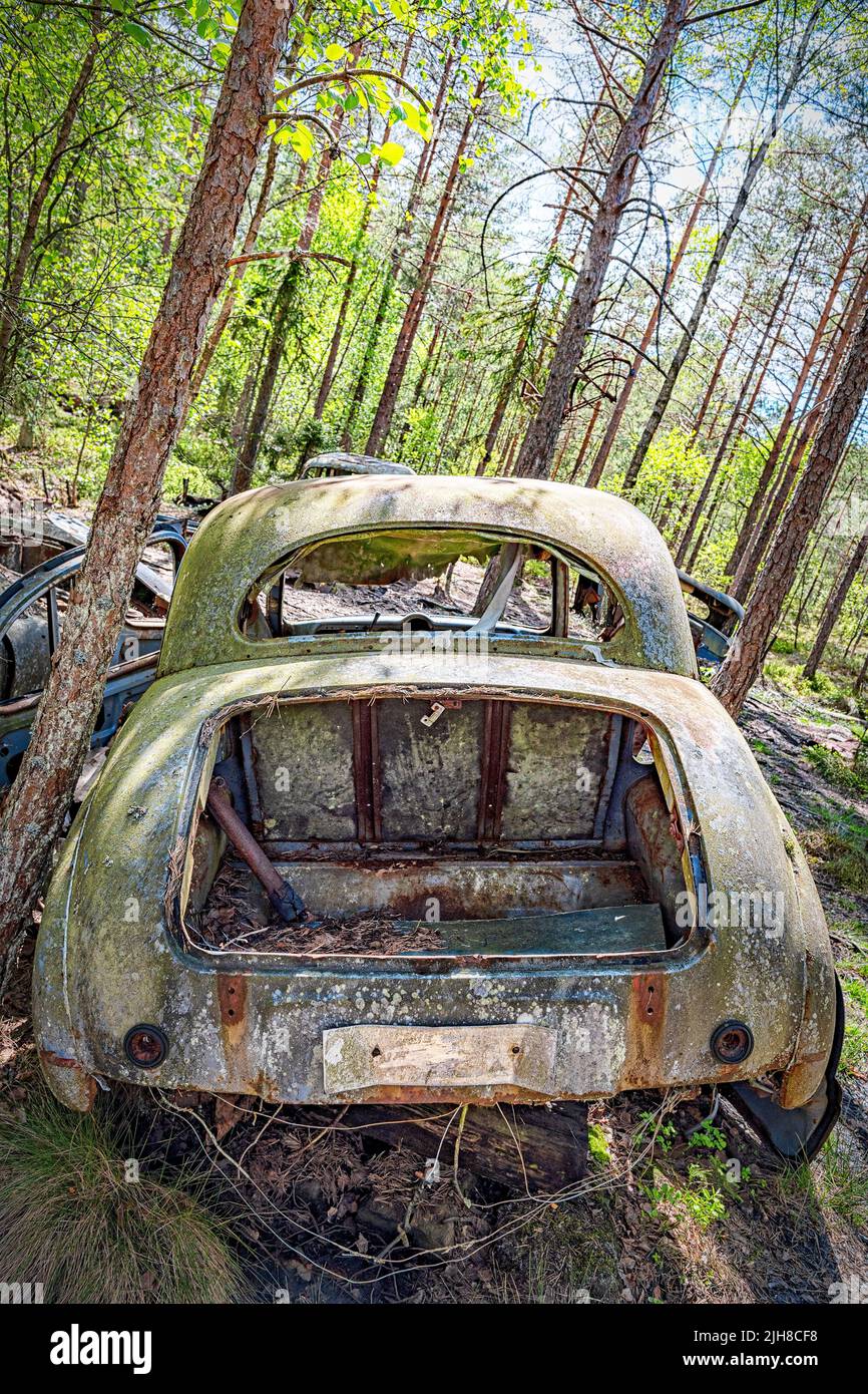 Vintage cars in a car graveyard in a forest hi-res stock photography ...