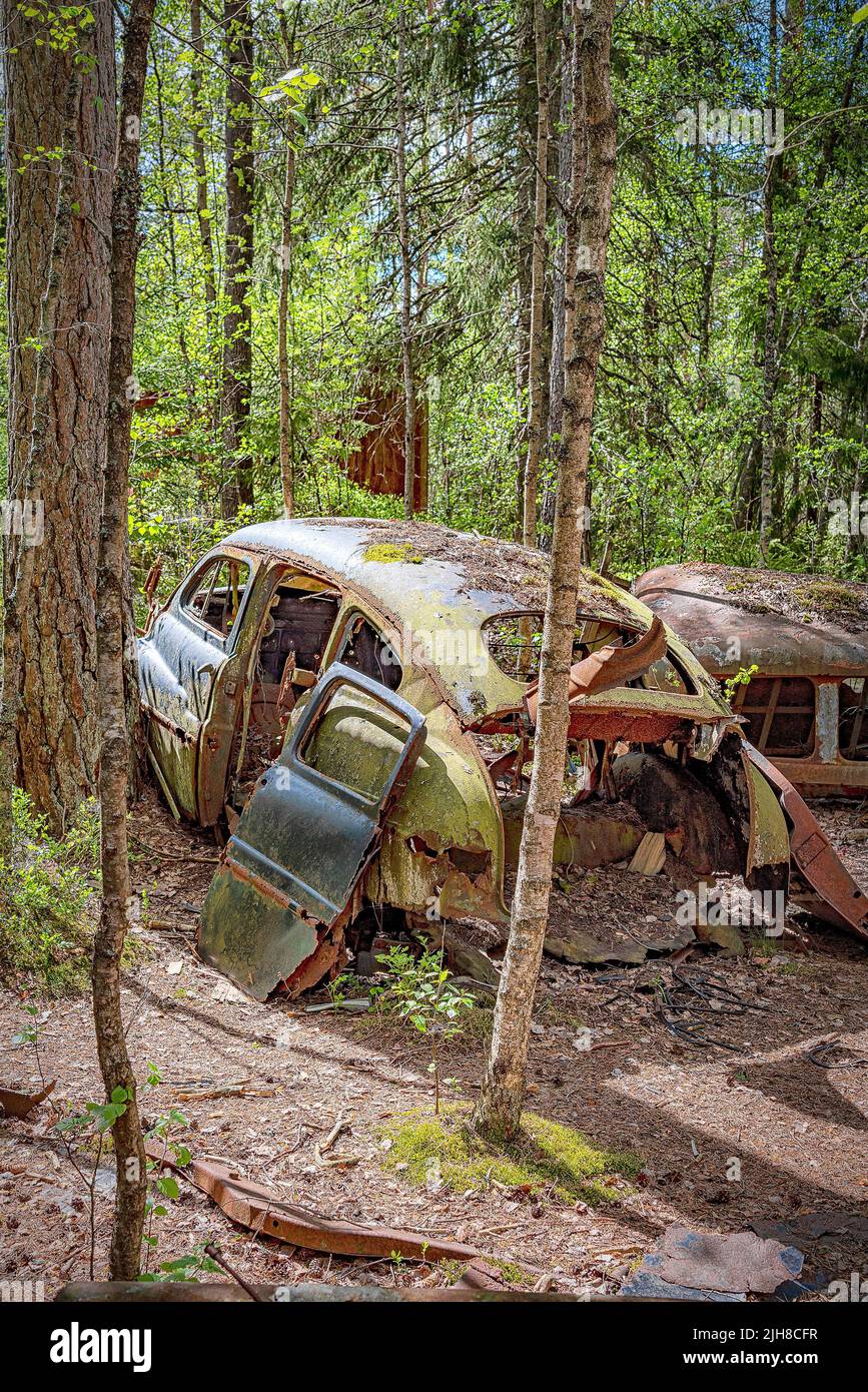Car graveyard situated in forest hi-res stock photography and images ...