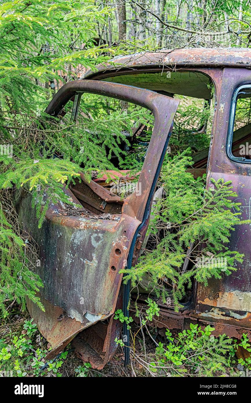 Car graveyard situated in forest hi-res stock photography and images ...