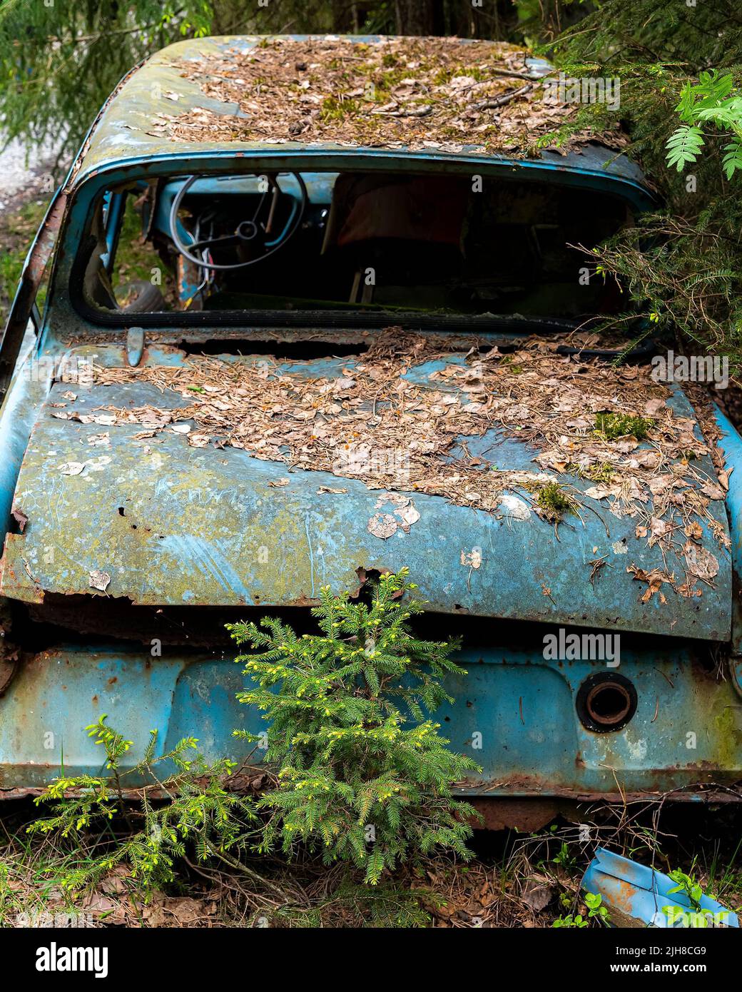 Car graveyard situated in forest hi-res stock photography and images ...