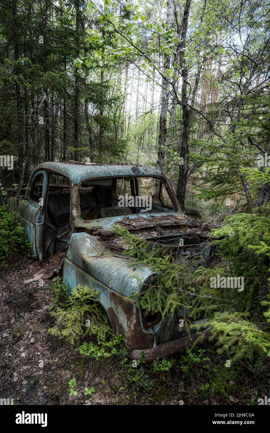 Vintage cars in a car graveyard in a forest hi-res stock photography ...