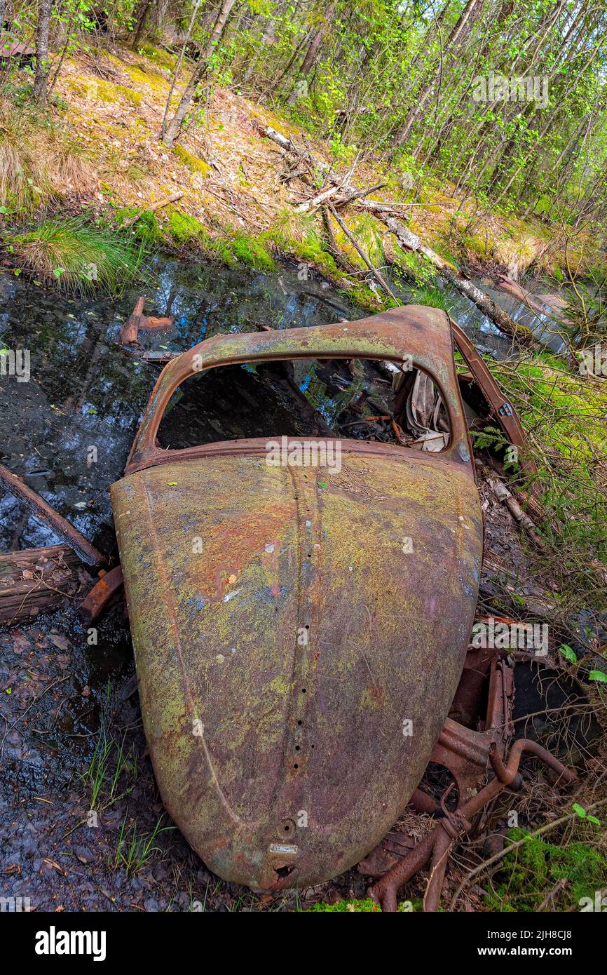 Vintage cars in a car graveyard in a forest hi-res stock photography ...