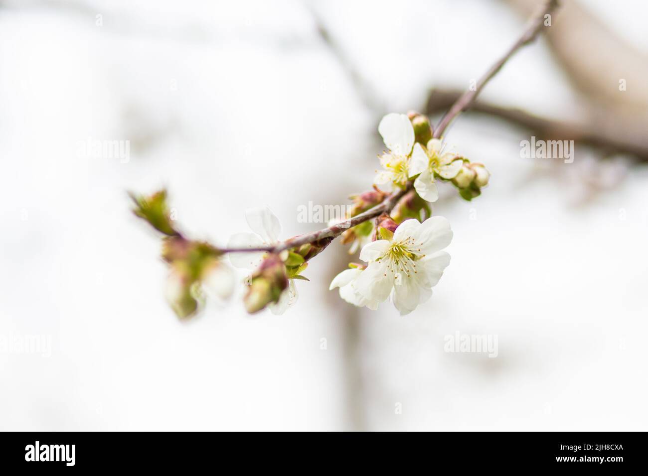 A closeup of a cherry branch blossom Stock Photo - Alamy