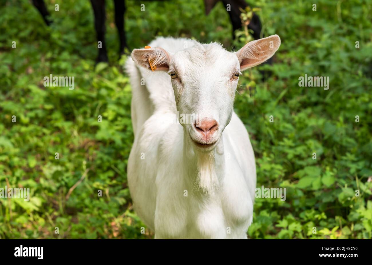 White saanen goat hi-res stock photography and images - Alamy