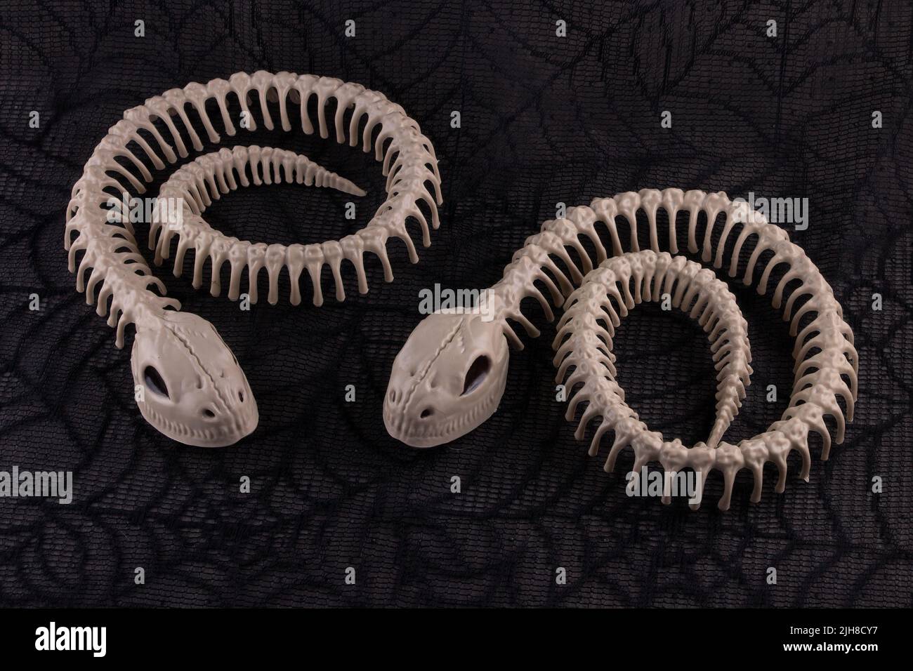 A closeup of two coiled serpent skeletons on a spider web background ...