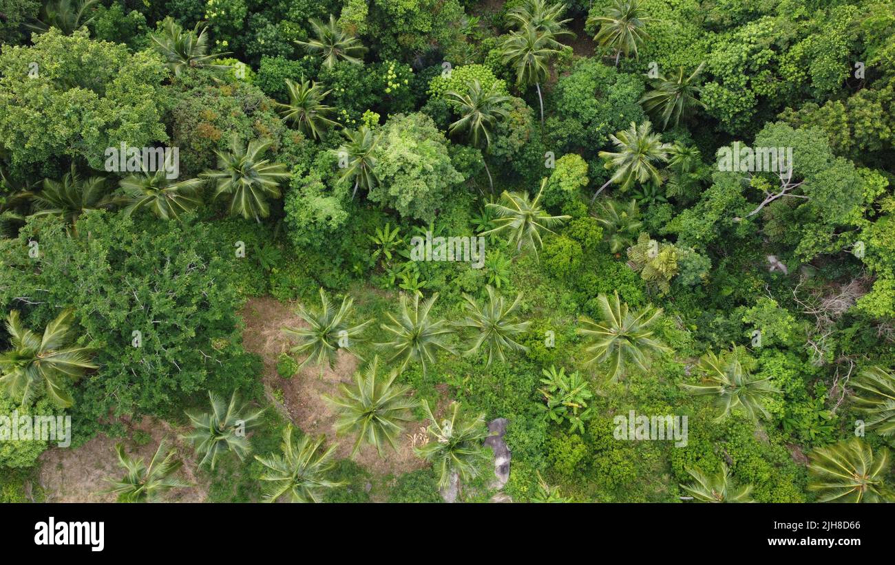 A bird's eye view of palm trees in a tropical forest Stock Photo - Alamy
