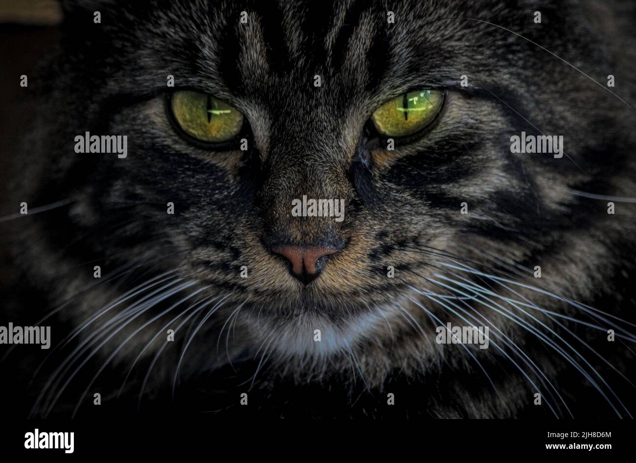 A black striped cat staring at the camera Stock Photo - Alamy
