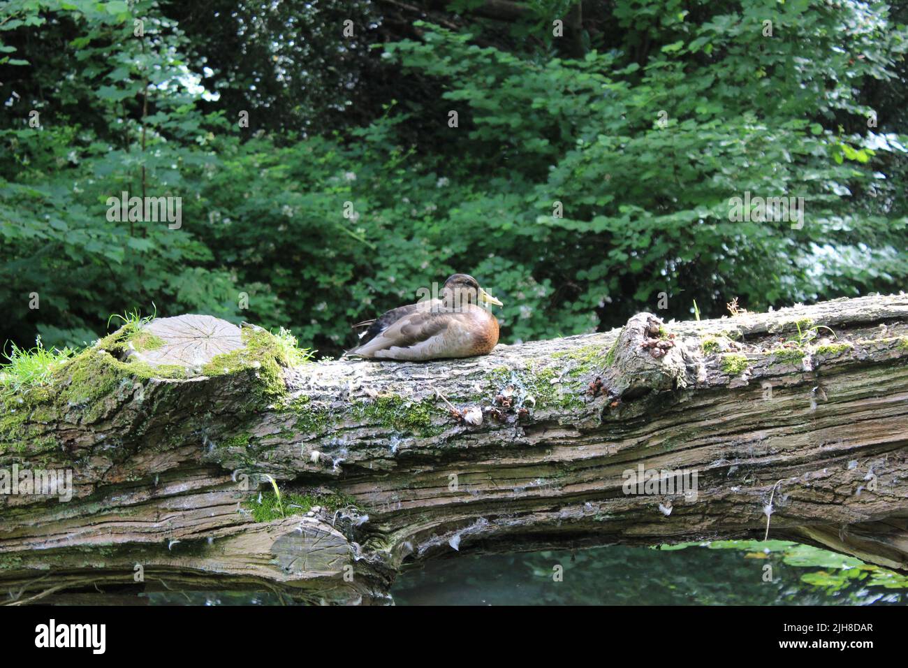 A closeup of a female mallard duck sitting on a tree trunk covered in ...