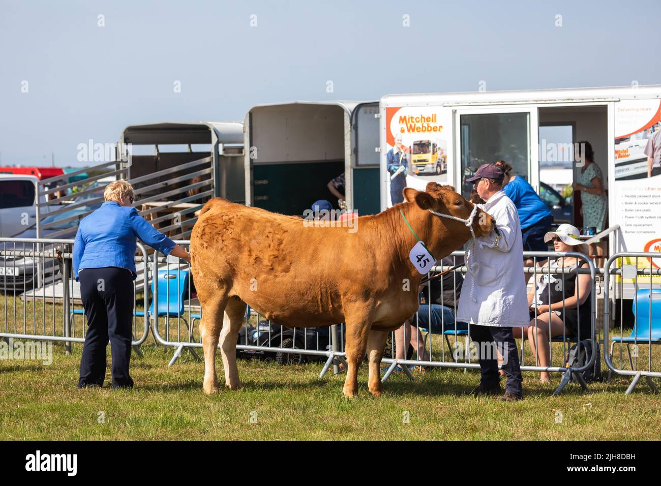 Cattle, cows and bulls, on display at an Agricultural show in Cornwall ...