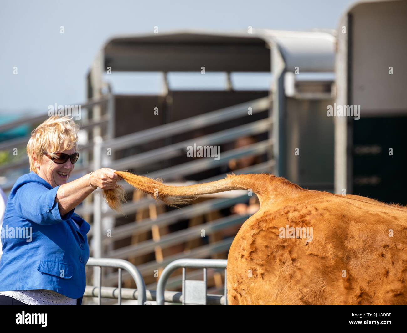 Cattle, cows and bulls, on display at an Agricultural show in Cornwall ...