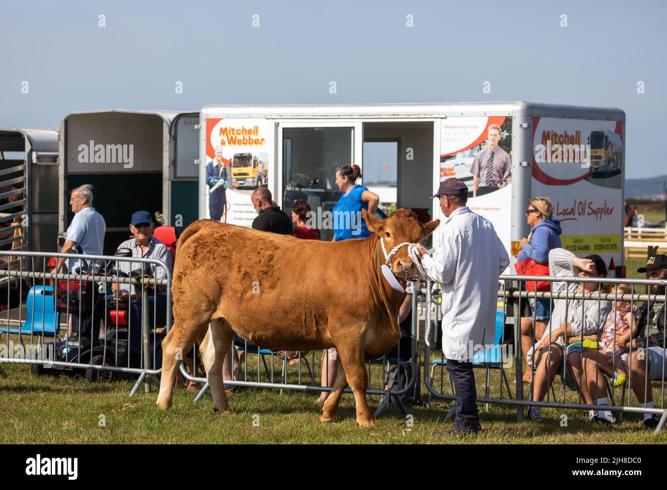 Cattle, cows and bulls, on display at an Agricultural show in Cornwall ...