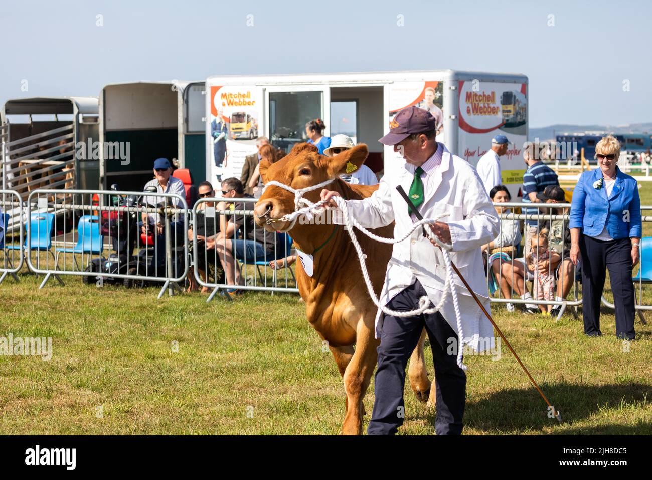 Cattle, cows and bulls, on display at an Agricultural show in Cornwall ...