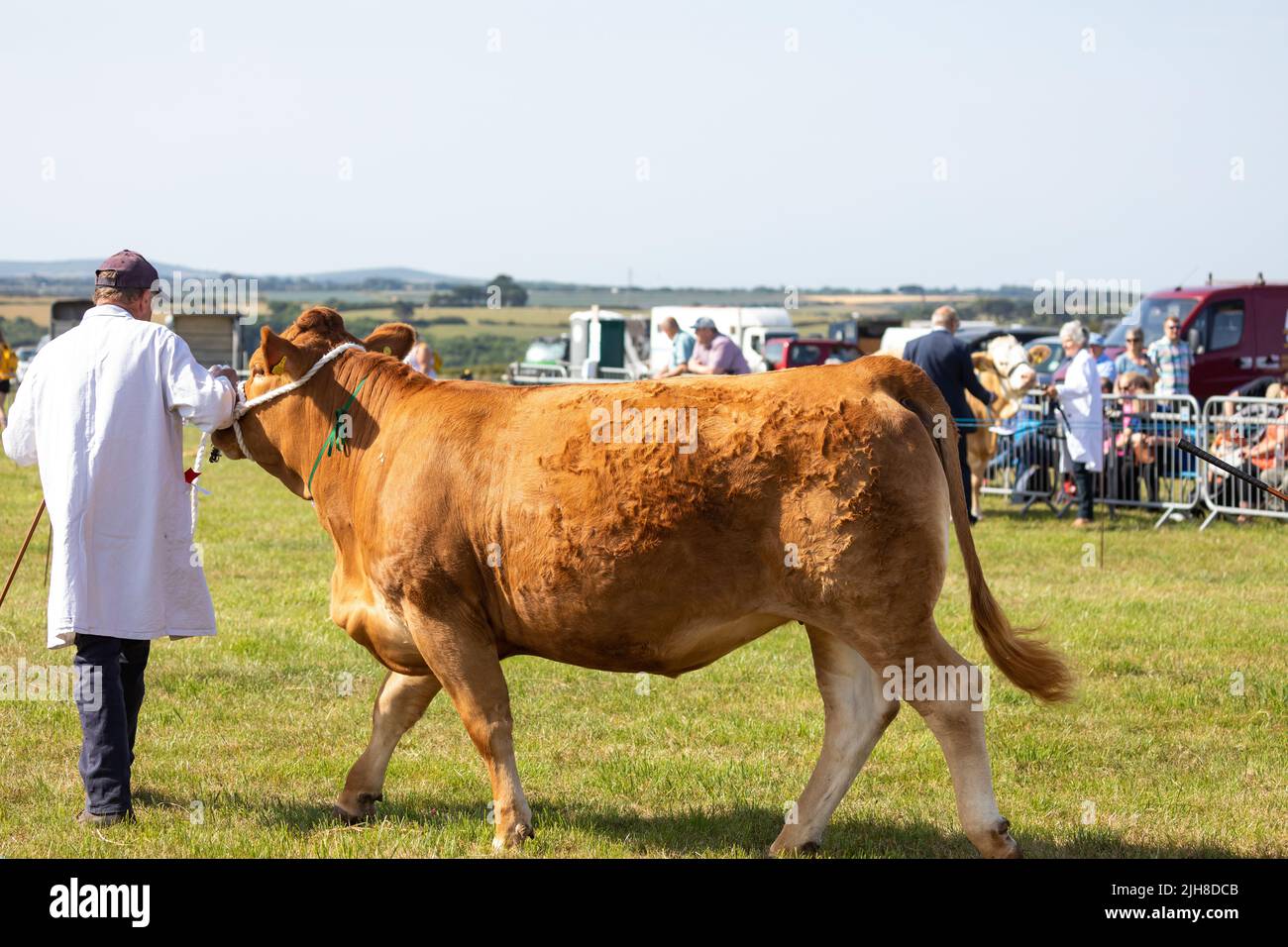 Cattle, cows and bulls, on display at an Agricultural show in Cornwall ...