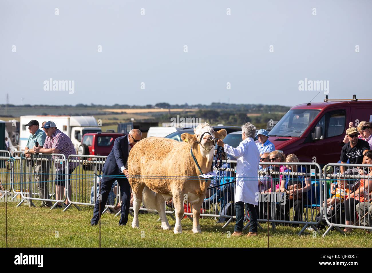 Cattle, cows and bulls, on display at an Agricultural show in Cornwall ...
