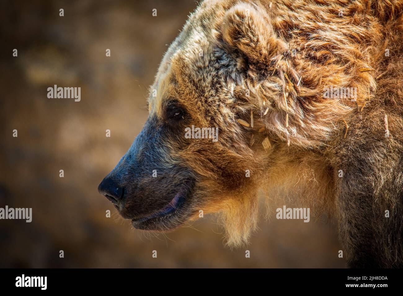 A closeup of adorable Grizzly bear's head in its enclosure in the zoo ...