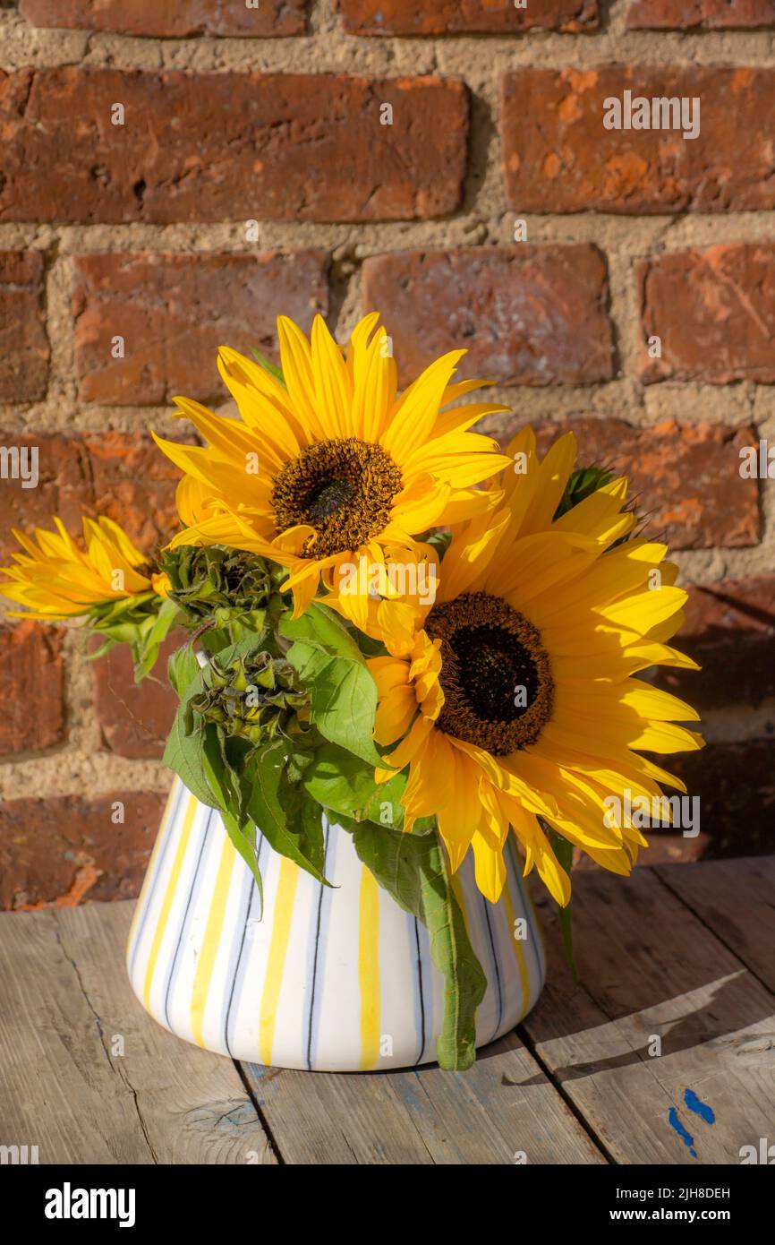 A potted sunflowers on a wooden table against a brick wall Stock Photo ...
