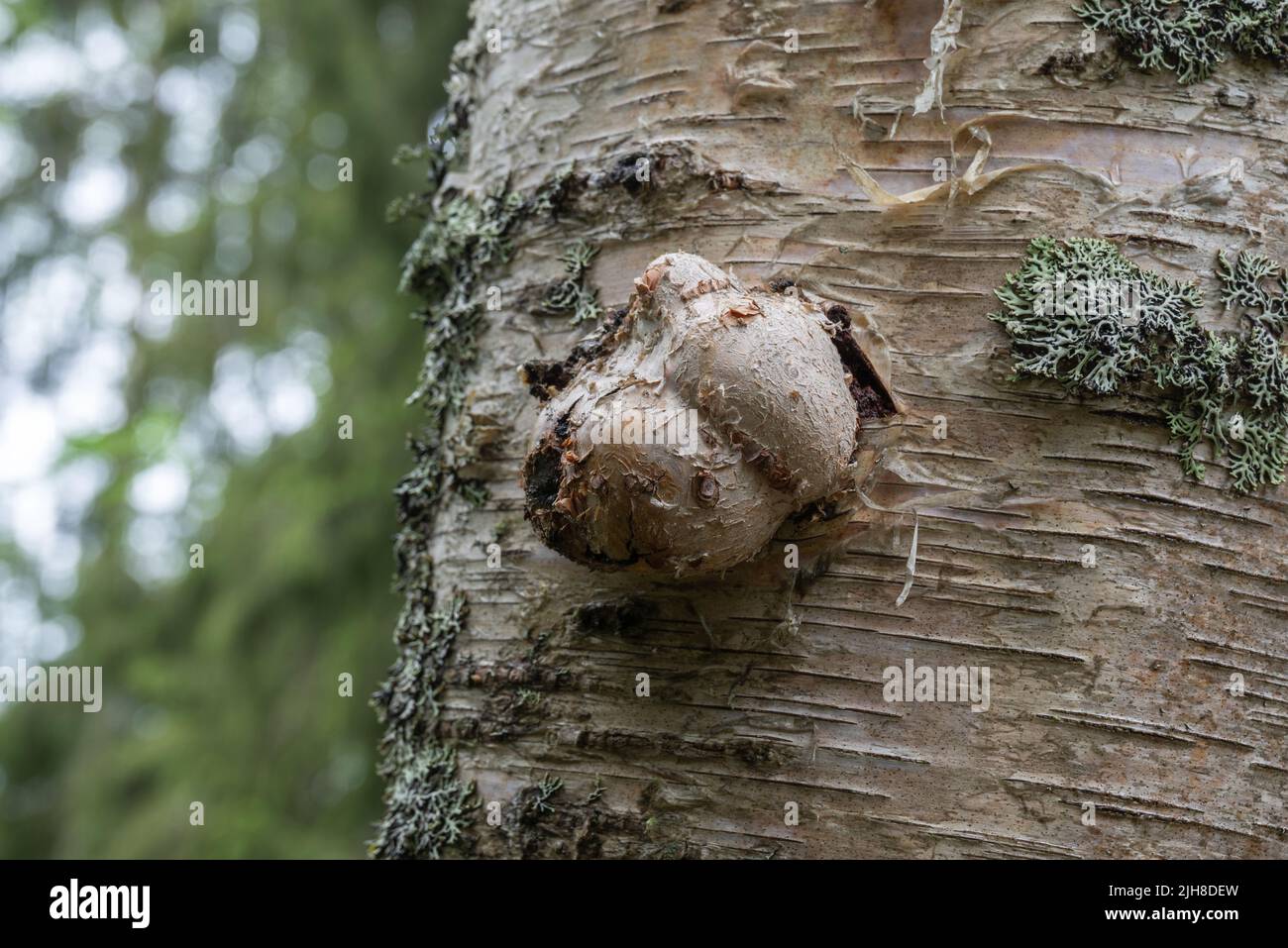 Chaga fungus (Inonotus obliquus) on a birch trunk ready to open up ...