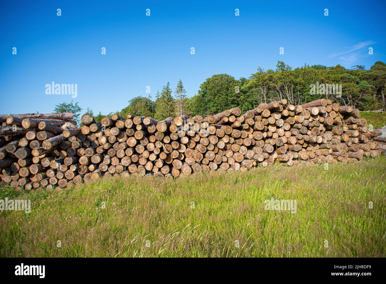 The log stacks along the forest road Stock Photo - Alamy