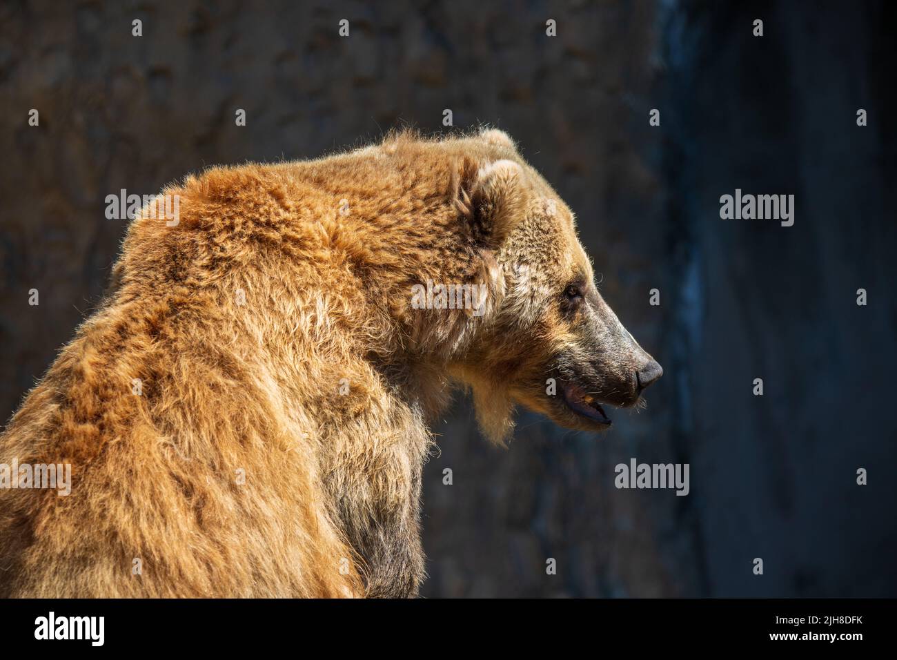 A closeup of adorable Grizzly bear with open mouth in its enclosure in ...