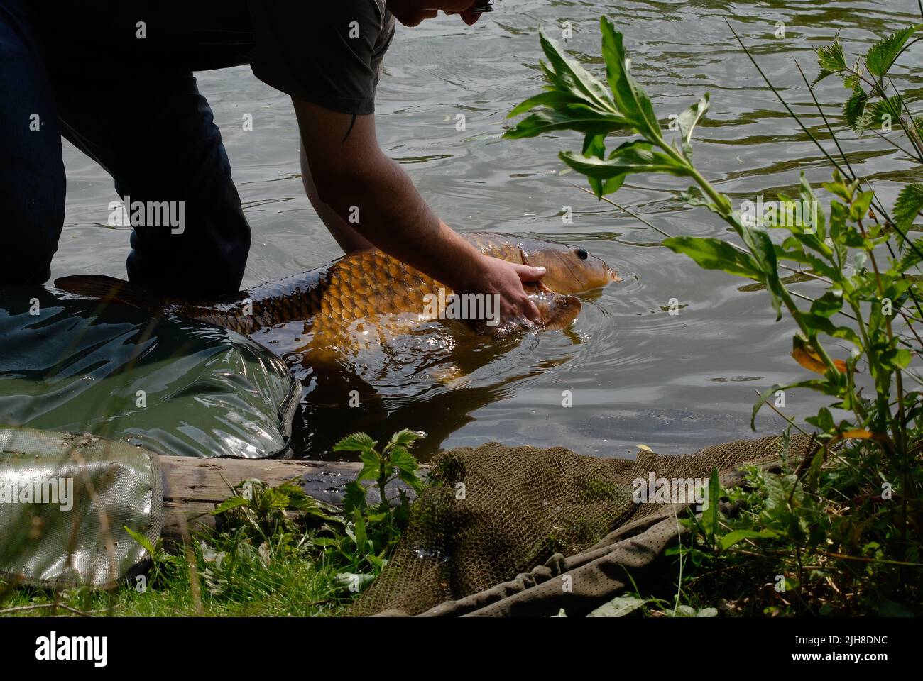 Trophy golden Common carp fish (Cyprinus carpio) being released from ...