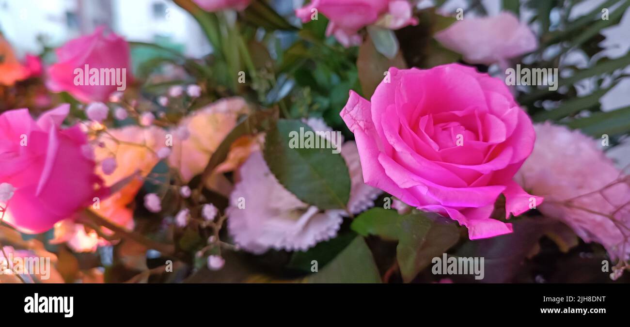 Beautiful pink roses composition hi-res stock photography and images ...