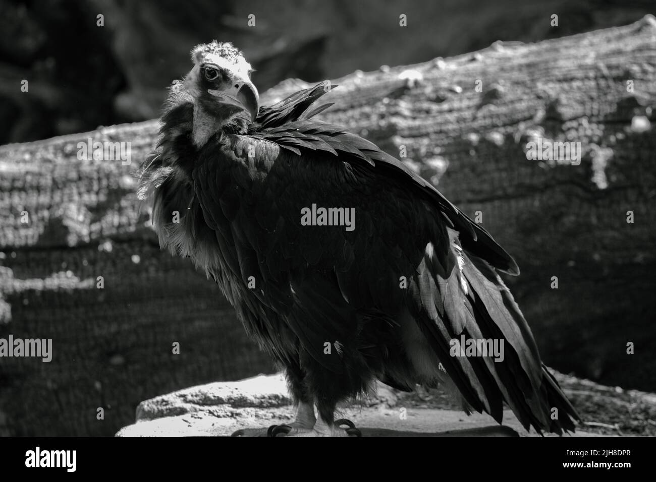 A grayscale closeup of vulture in its enclosure in the zoo Stock Photo ...