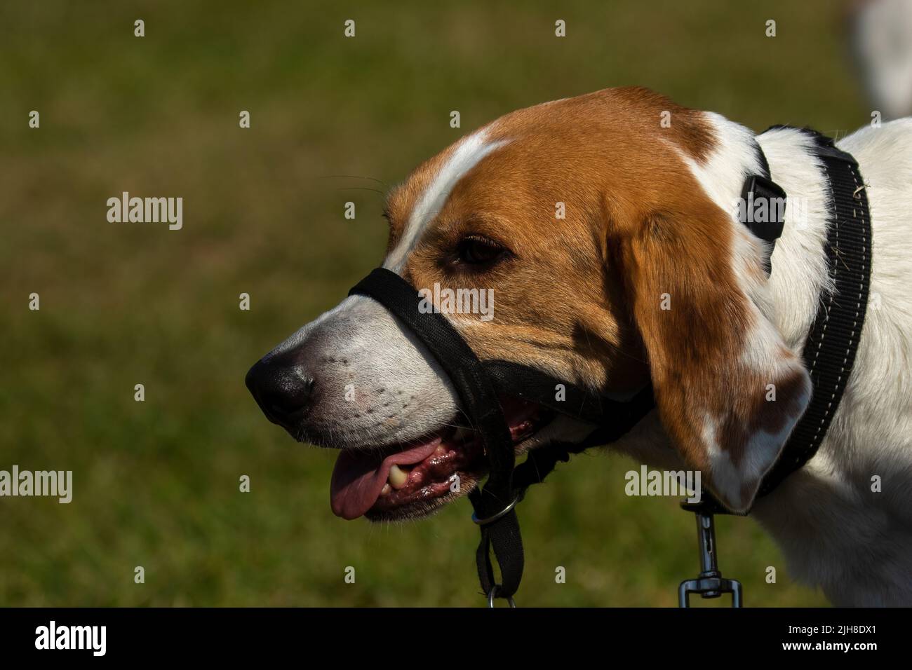 A English hound dog headshot Stock Photo - Alamy
