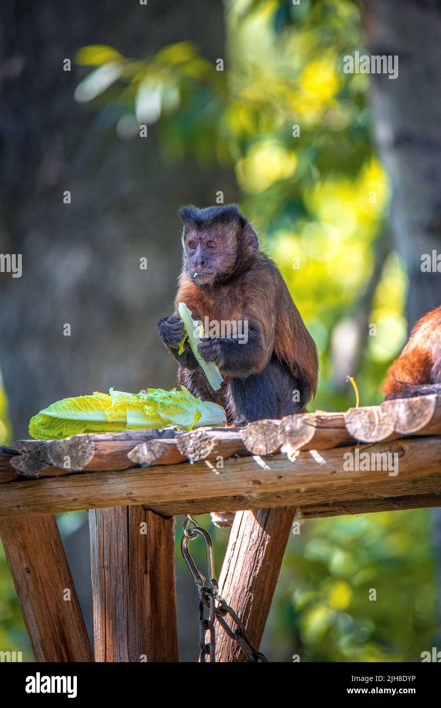 A vertical shot of adorable monkey eating lettuce leaves on wooden ...