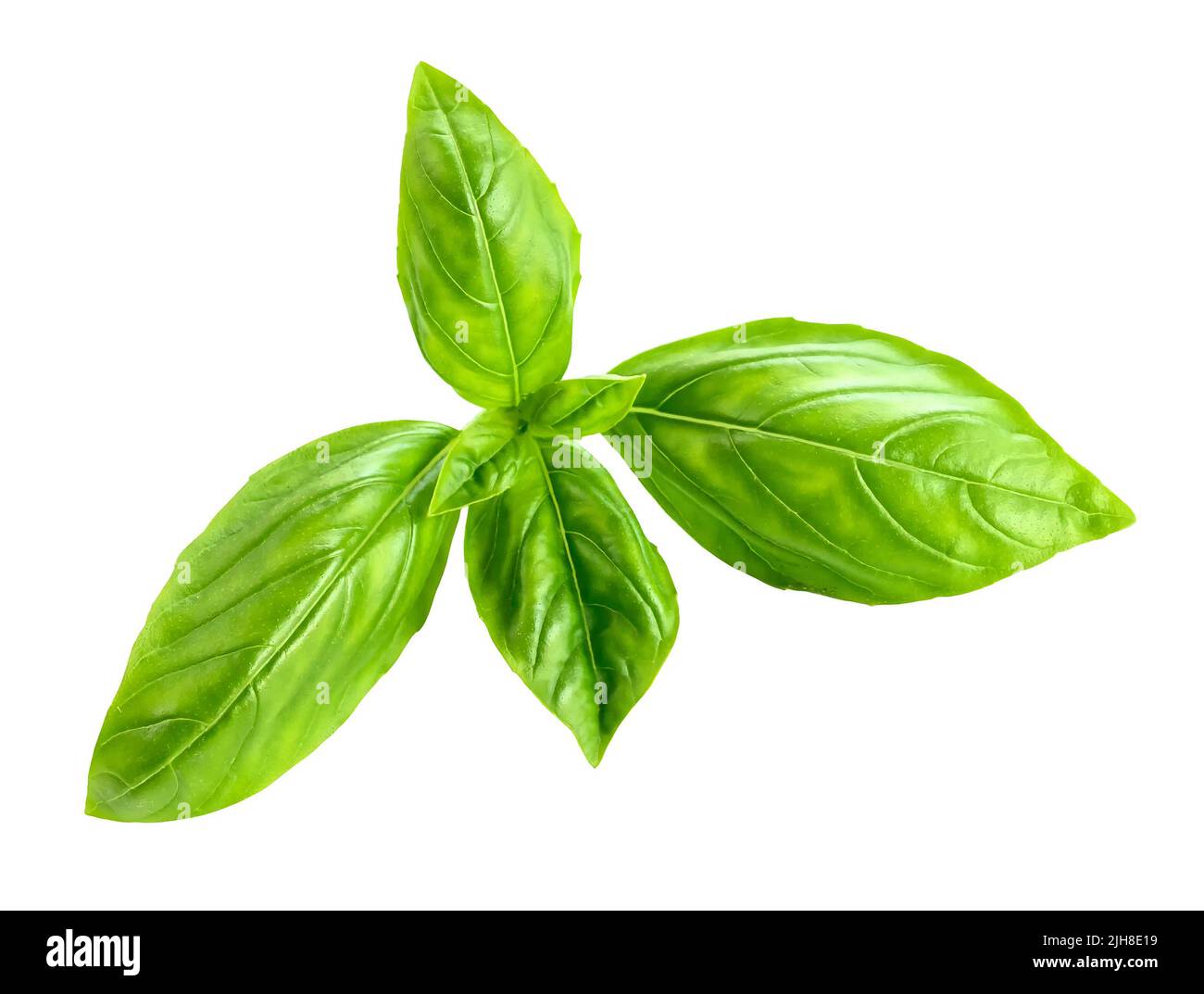Fresh green basil leaves isolated on white background Stock Photo - Alamy