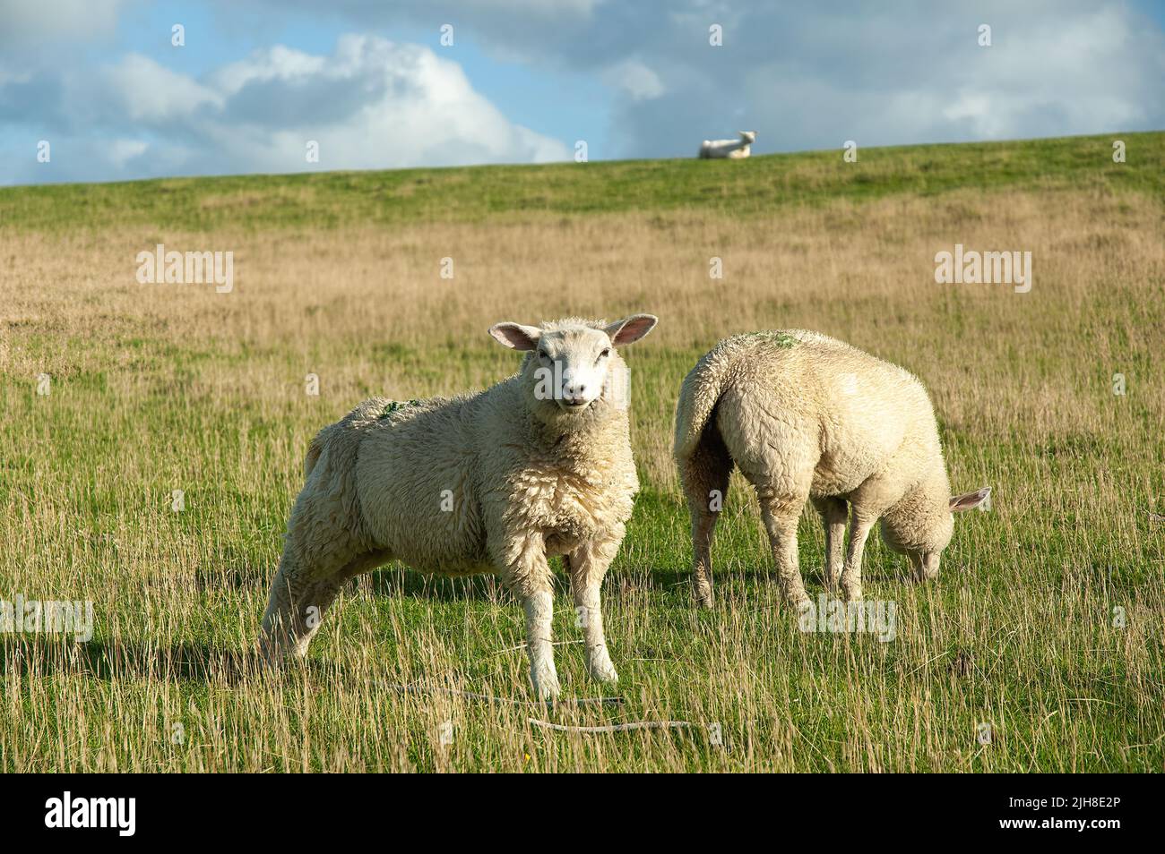The Texel sheep grazing in lush green field in Westerhever village in ...