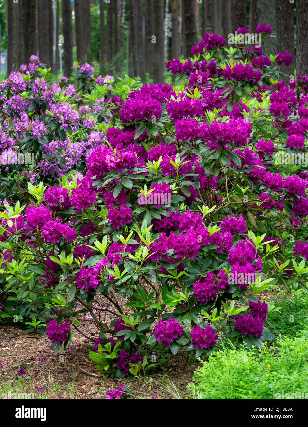 Artistic rhododendron hi-res stock photography and images - Alamy