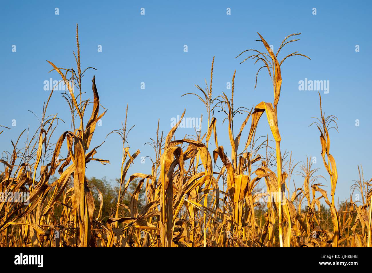 Closeup shot corn plants hi-res stock photography and images - Alamy