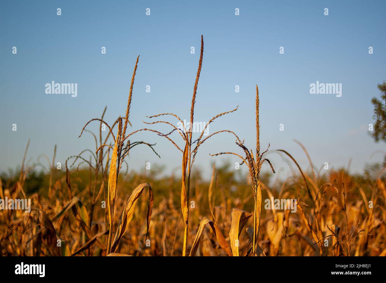 Closeup shot corn plants hi-res stock photography and images - Alamy