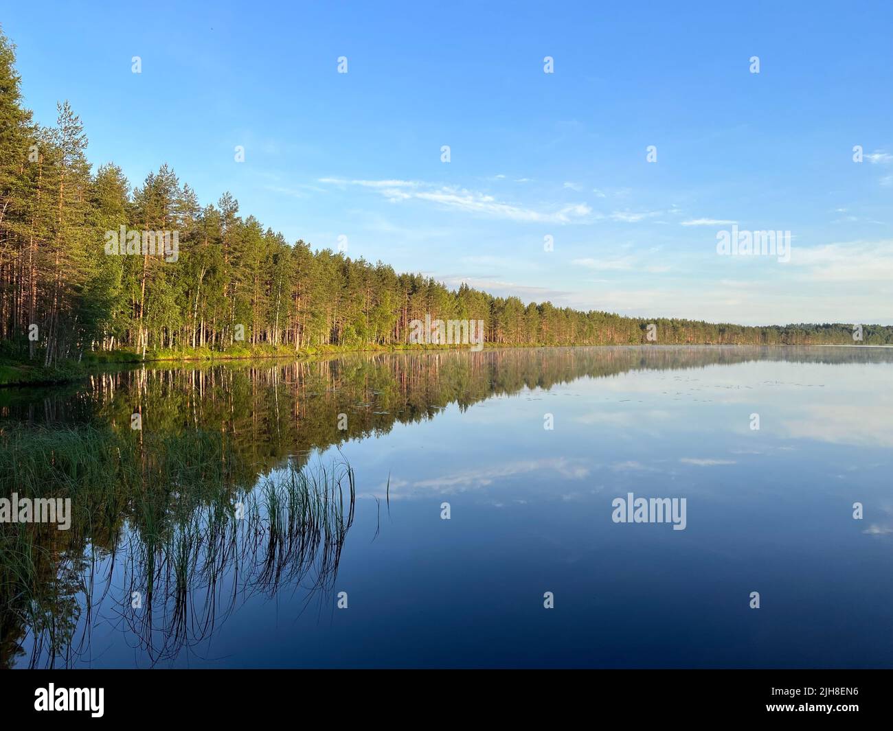 The forest view a reflection of trees on the pure lake water Stock ...