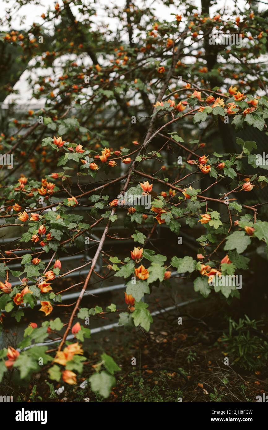 The vertical view of a Chiranthofremontia floral plant Stock Photo - Alamy