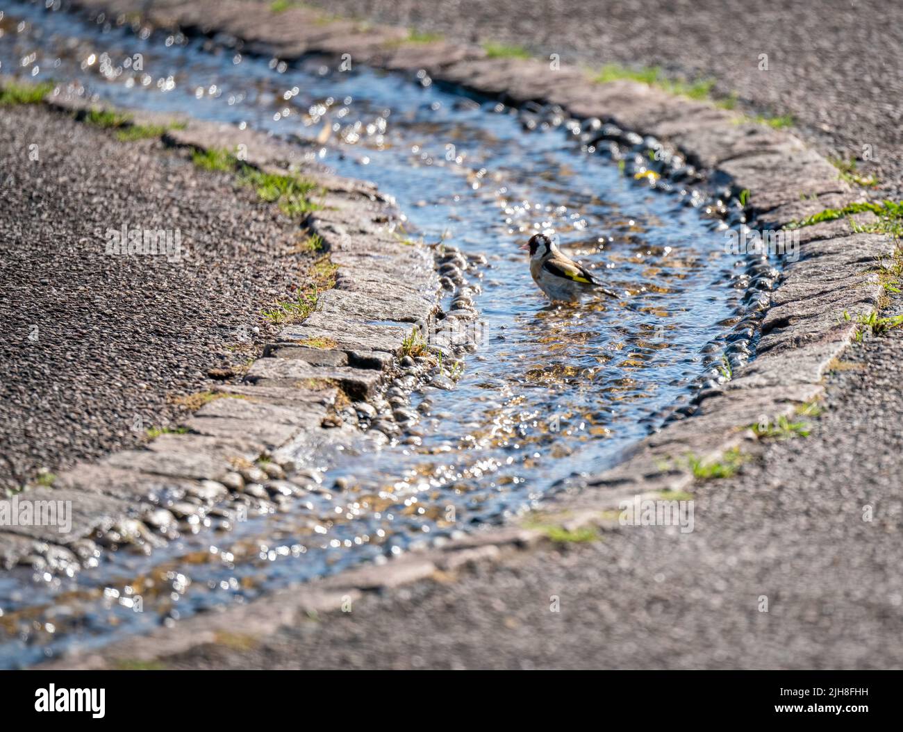 close up of a goldfinch (Carduelis carduelis) bathing in a man-made ...