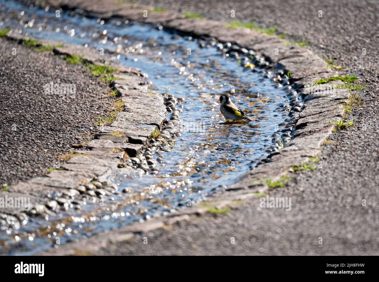 close up of a goldfinch (Carduelis carduelis) bathing in a man-made ...