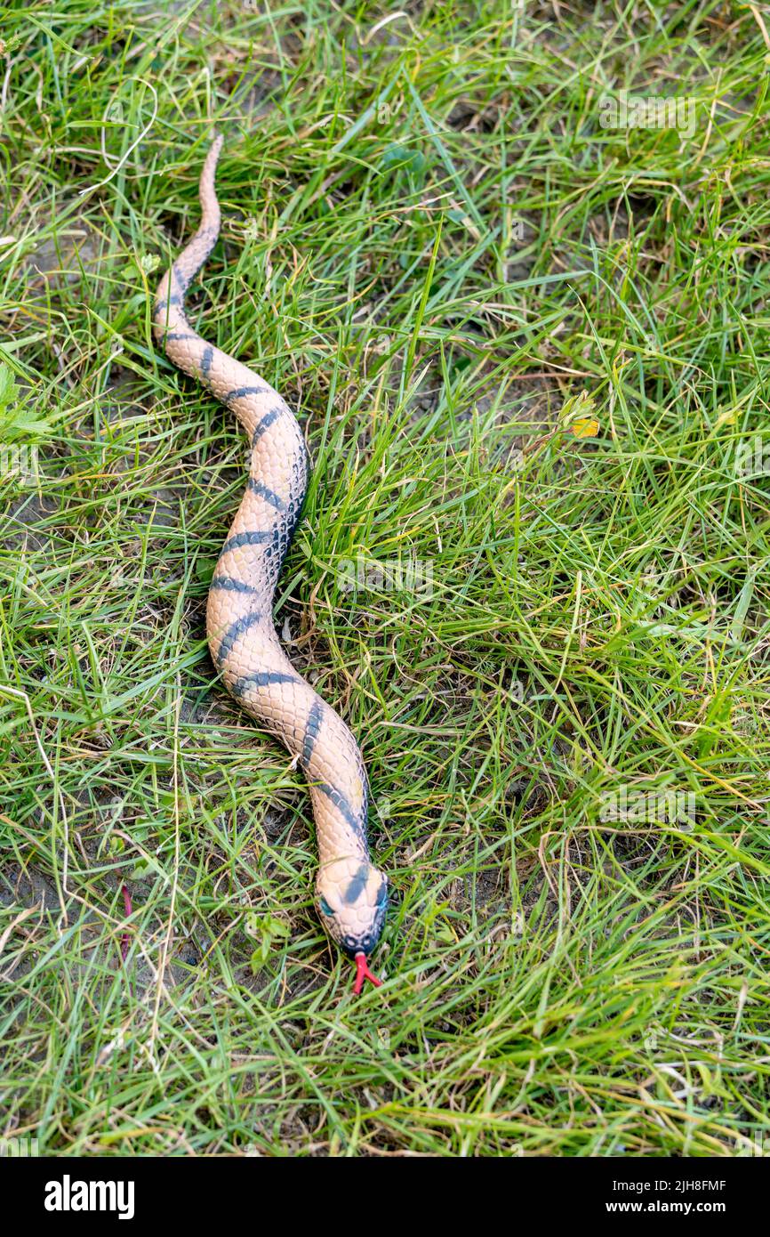Rubber snake hi-res stock photography and images - Alamy