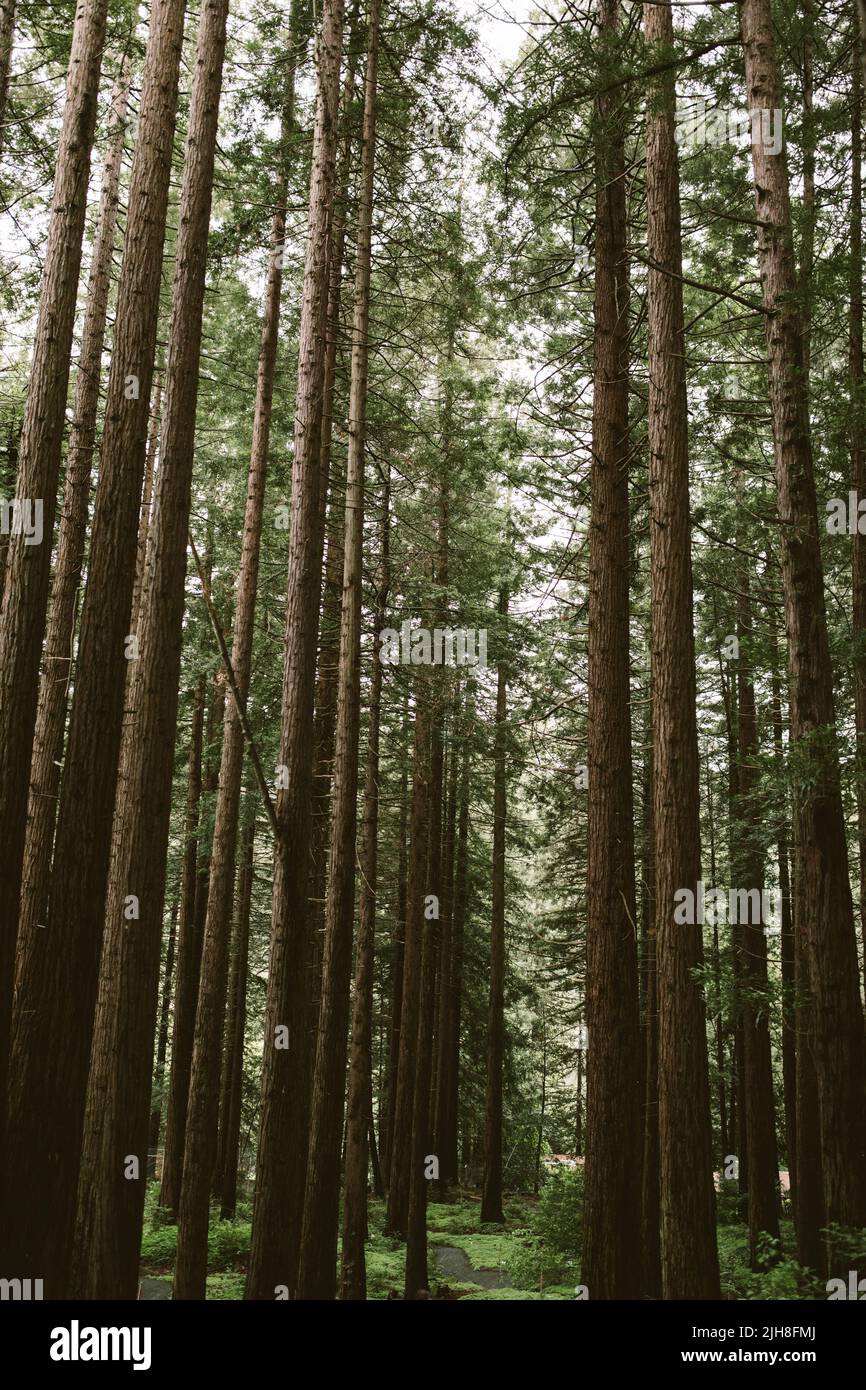 The vertical view of the dense tall trees in the woods Stock Photo - Alamy