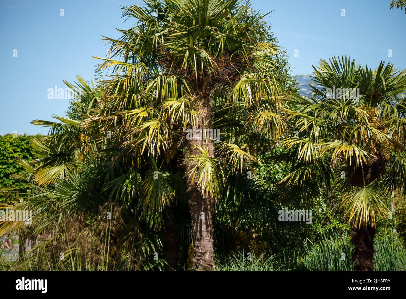 detailed close up of a Chinese Windmill Palm (Trachycarpus fortunei ...